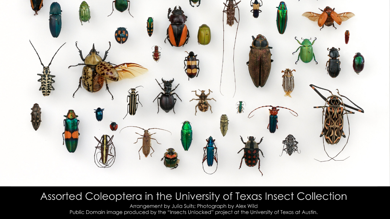 How many insects are there?