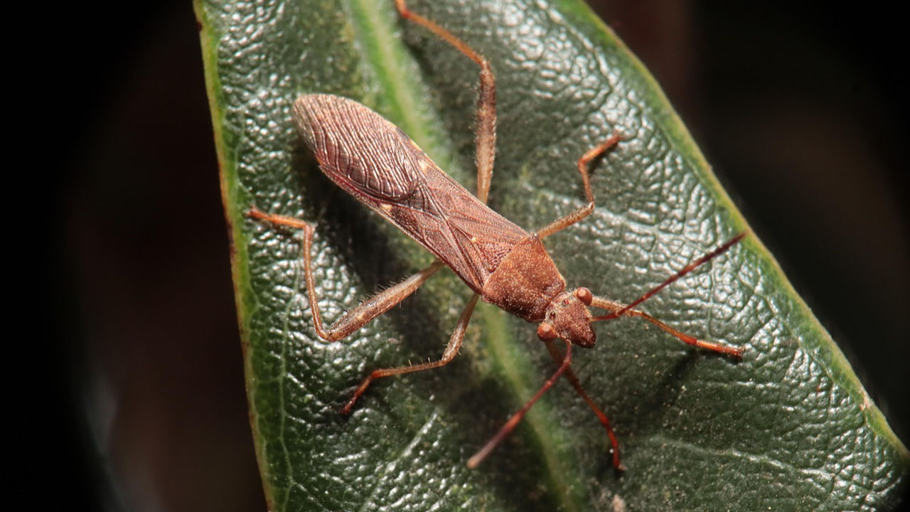 What is the difference between bugs and insects?